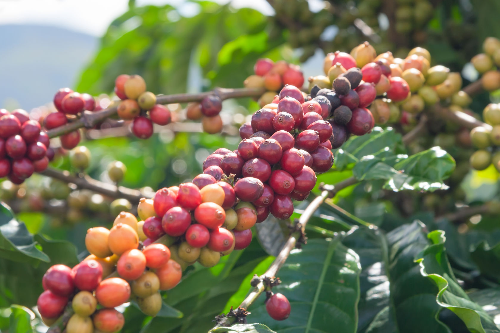Maromas | Coffee Culture - Maromas